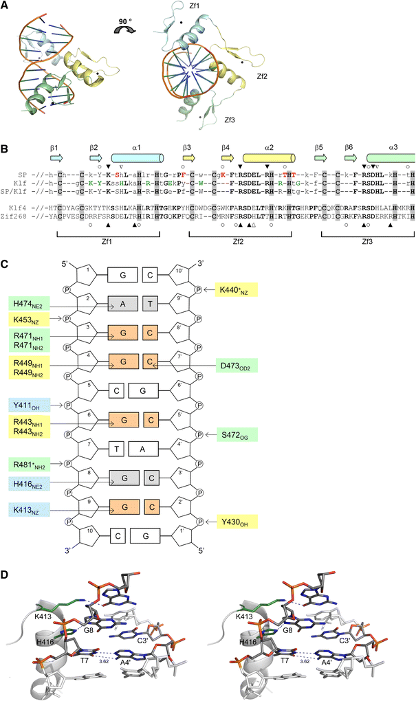 The structure of the Klf4 DNA-binding domain links to self-renewal and ...