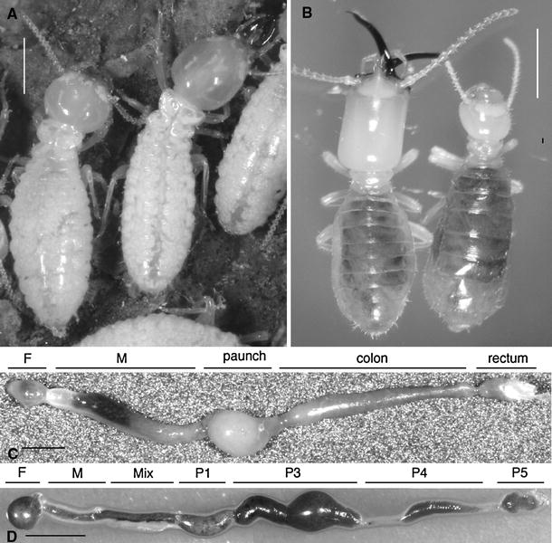 Toward the functional analysis of uncultivable, symbiotic ...