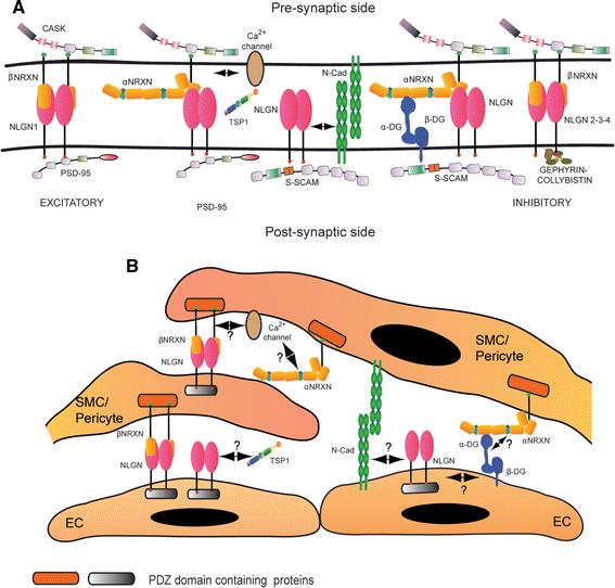 Neurexins and neuroligins: synapses look out of the nervous system ...