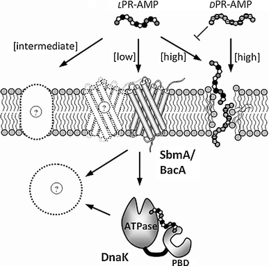 Proline-rich antimicrobial peptides: converging to a non-lytic ...