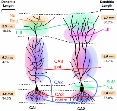 Synaptic integration by different dendritic compartments of hippocampal CA1 and CA2 pyramidal ...