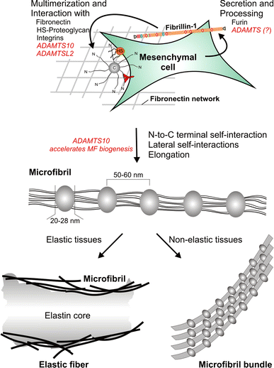 Genetic and functional linkage between ADAMTS superfamily proteins and ...