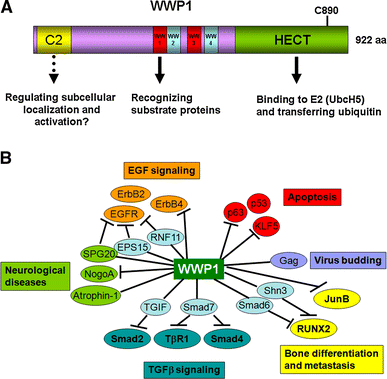 WWP1: a versatile ubiquitin E3 ligase in signaling and diseases ...