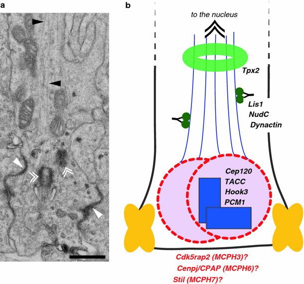 Interkinetic nuclear migration: beyond a hallmark of neurogenesis ...