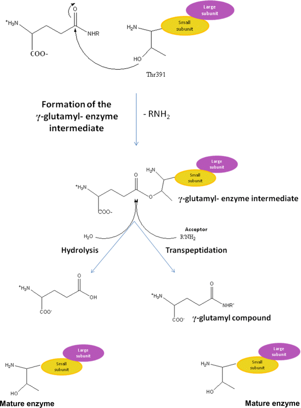 γ-Glutamyltranspeptidases: sequence, structure, biochemical properties ...