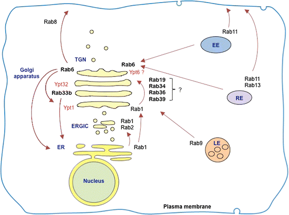 Are Rab proteins the link between Golgi organization and membrane ...