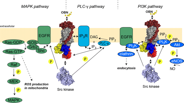 Na+,K+-ATPase as a docking station: protein–protein complexes of the ...