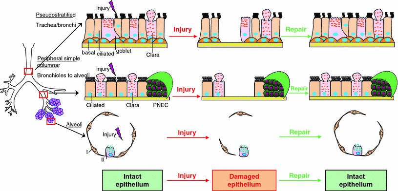 Knowledge translation: airway epithelial cell migration and respiratory ...