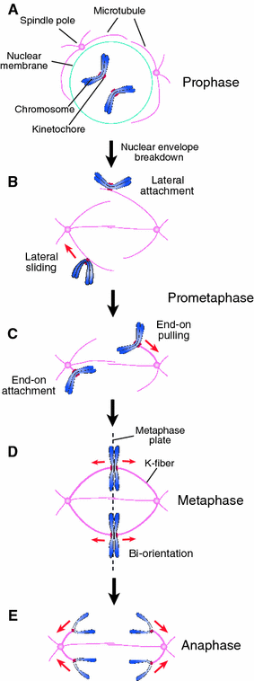 Regulatory mechanisms of kinetochore–microtubule interaction in mitosis ...