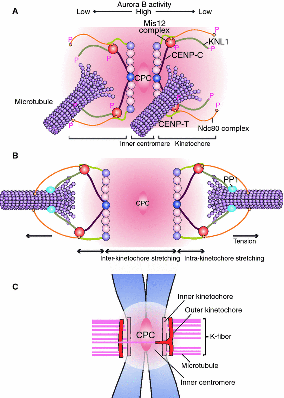 Regulatory mechanisms of kinetochore–microtubule interaction in mitosis ...