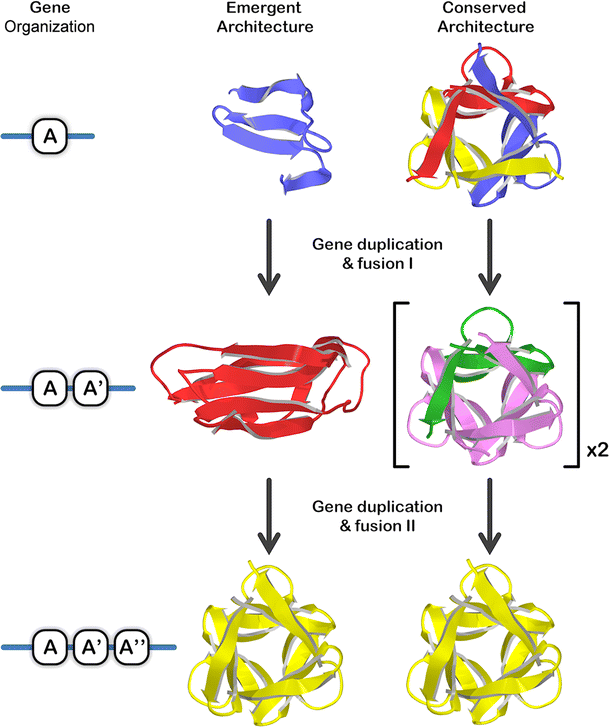 Emergence of symmetric protein architecture from a simple peptide motif ...