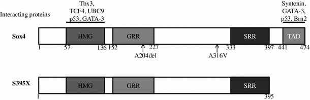 Pleiotropic function of SRY-related HMG box transcription factor 4 in regulation of ...