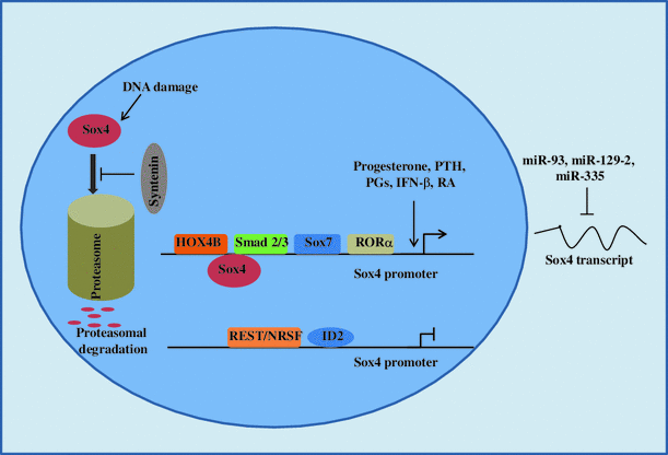 Pleiotropic function of SRY-related HMG box transcription factor 4 in regulation of ...
