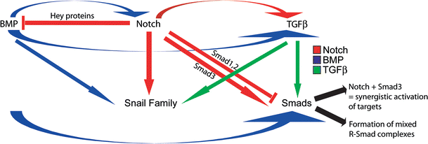 Co-ordinating Notch, BMP, and TGF-β signaling during heart valve ...