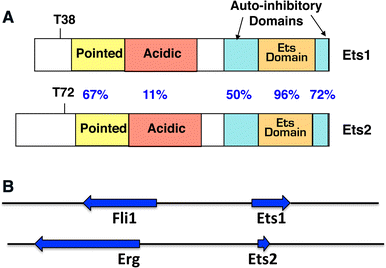 Review of Ets1 structure, function, and roles in immunity | SpringerLink