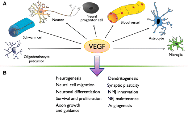 VEGF ligands and receptors: implications in neurodevelopment and ...