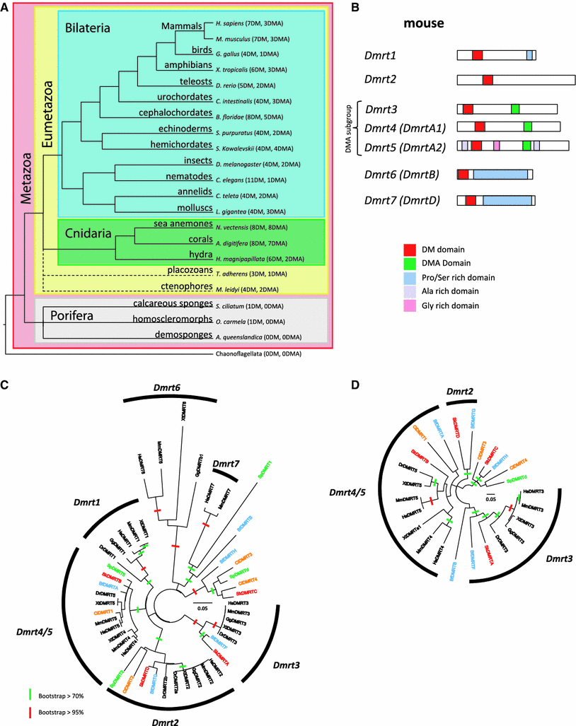 Expanding roles for the evolutionarily conserved Dmrt sex ...