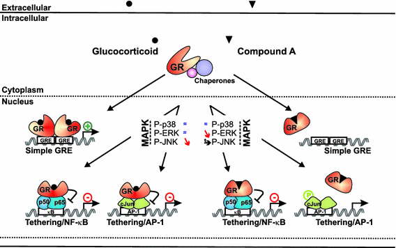 Selective modulation of the glucocorticoid receptor can distinguish ...