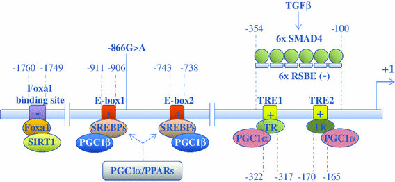 UCP2, a mitochondrial protein regulated at multiple levels | SpringerLink