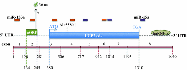 UCP2, a mitochondrial protein regulated at multiple levels | SpringerLink