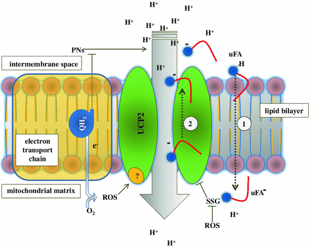 UCP2, a mitochondrial protein regulated at multiple levels | SpringerLink