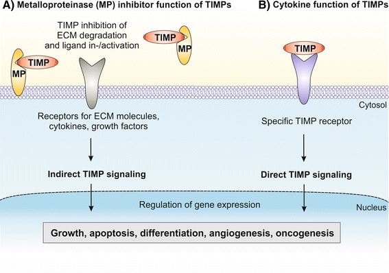 Cytokine functions of TIMP-1 | SpringerLink