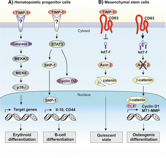Cytokine functions of TIMP-1 | SpringerLink