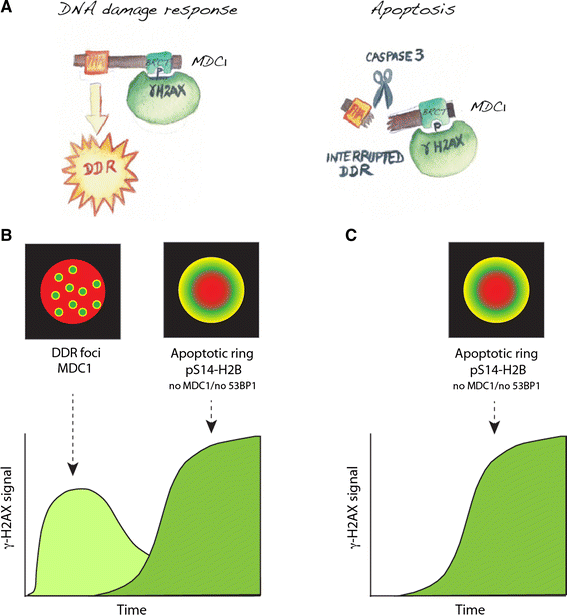 The nuclear γ-H2AX apoptotic ring: implications for cancers and ...