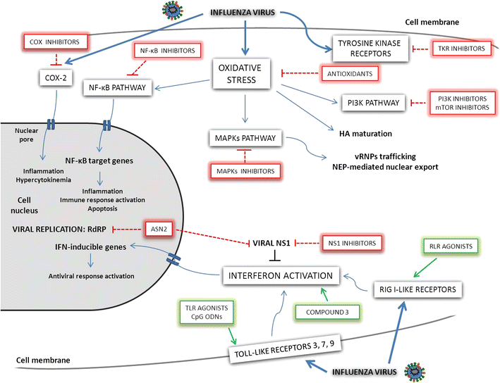 Antiviral strategies against influenza virus: towards new therapeutic ...