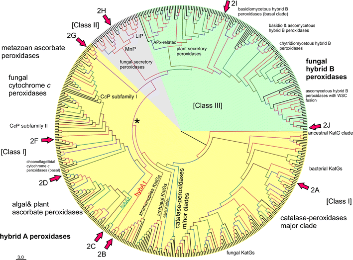 Turning points in the evolution of peroxidase–catalase superfamily ...