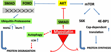 Myostatin and the skeletal muscle atrophy and hypertrophy signaling ...