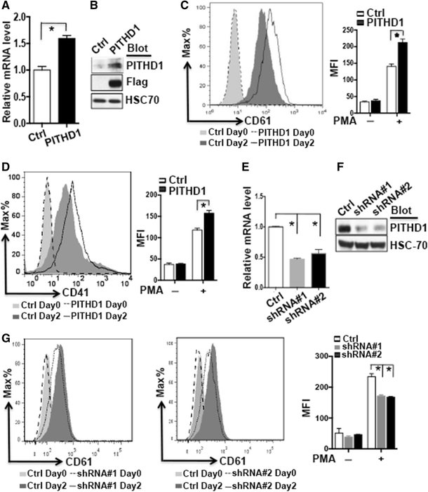 Novel function of PITH domain-containing 1 as an activator of internal ...