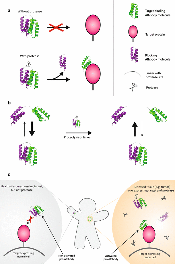 A new prodrug form of Affibody molecules (pro-Affibody) is selectively ...