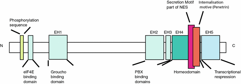 Engrailed homeoproteins in visual system development | SpringerLink