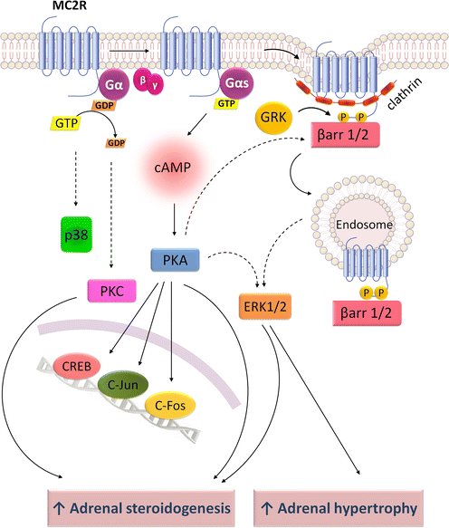 Intracellular signaling mechanisms of the melanocortin receptors ...