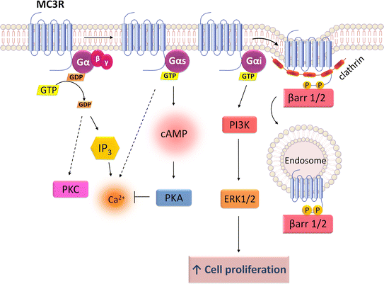 Intracellular signaling mechanisms of the melanocortin receptors ...