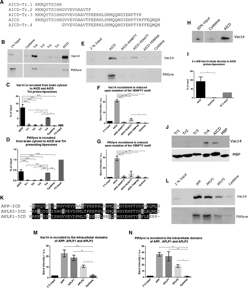 APP controls the formation of PI(3,5)P2 vesicles through its binding of ...