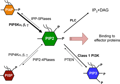 The multifaceted role of PIP2 in leukocyte biology | SpringerLink
