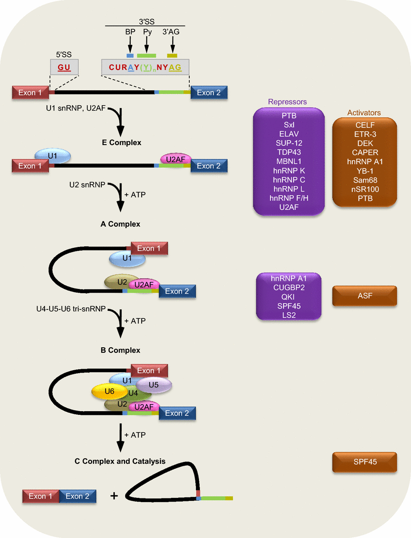 Diverse regulation of 3′ splice site usage | SpringerLink