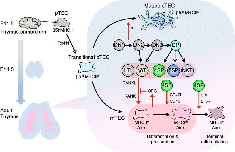 Thymic stromal cell subsets for T cell development | SpringerLink