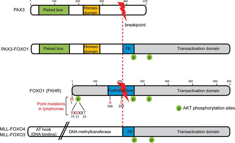 FOXO transcription factors in cancer development and therapy | SpringerLink