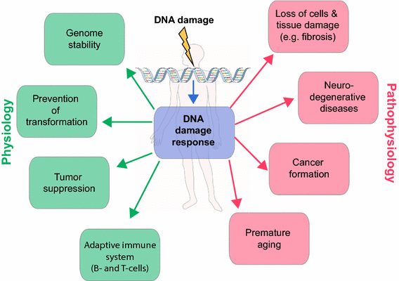 The DNA damage-induced cell death response: a roadmap to kill cancer ...