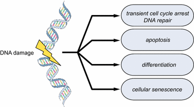 The DNA damage-induced cell death response: a roadmap to kill cancer ...
