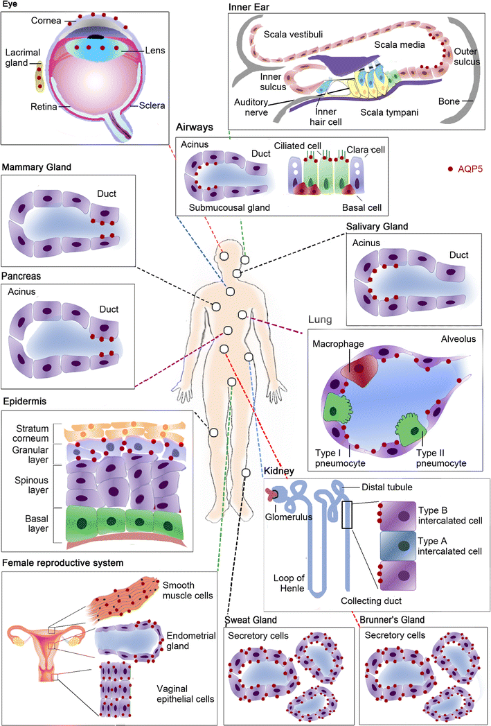 Aquaporin-5: from structure to function and dysfunction in cancer ...