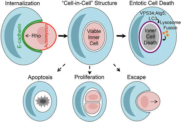 Mechanisms and consequences of entosis | SpringerLink