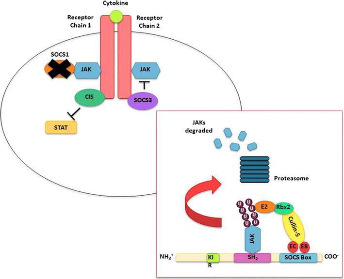SOCS3 revisited: a broad regulator of disease, now ready for ...