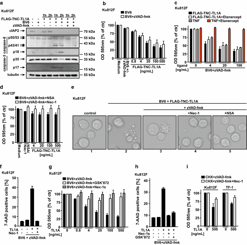 Death receptor 3 mediates necroptotic cell death | SpringerLink