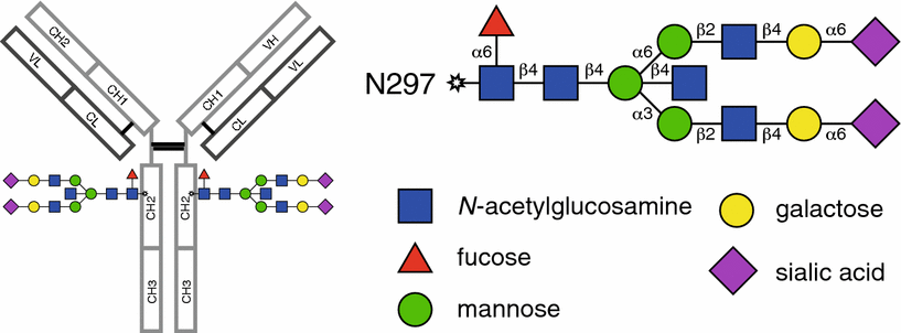 Regulation of antibody effector functions through IgG Fc N-glycosylation | SpringerLink