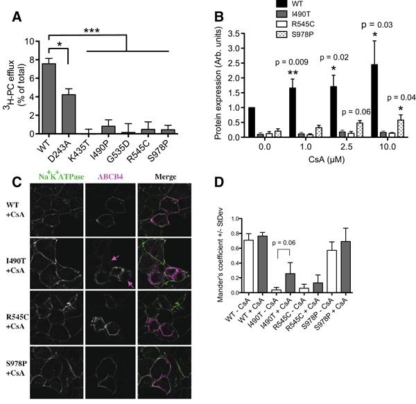ABCB4 missense mutations D243A, K435T, G535D, I490T, R545C, and S978P ...