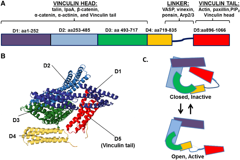Vinculin in cell–cell and cell–matrix adhesions | SpringerLink